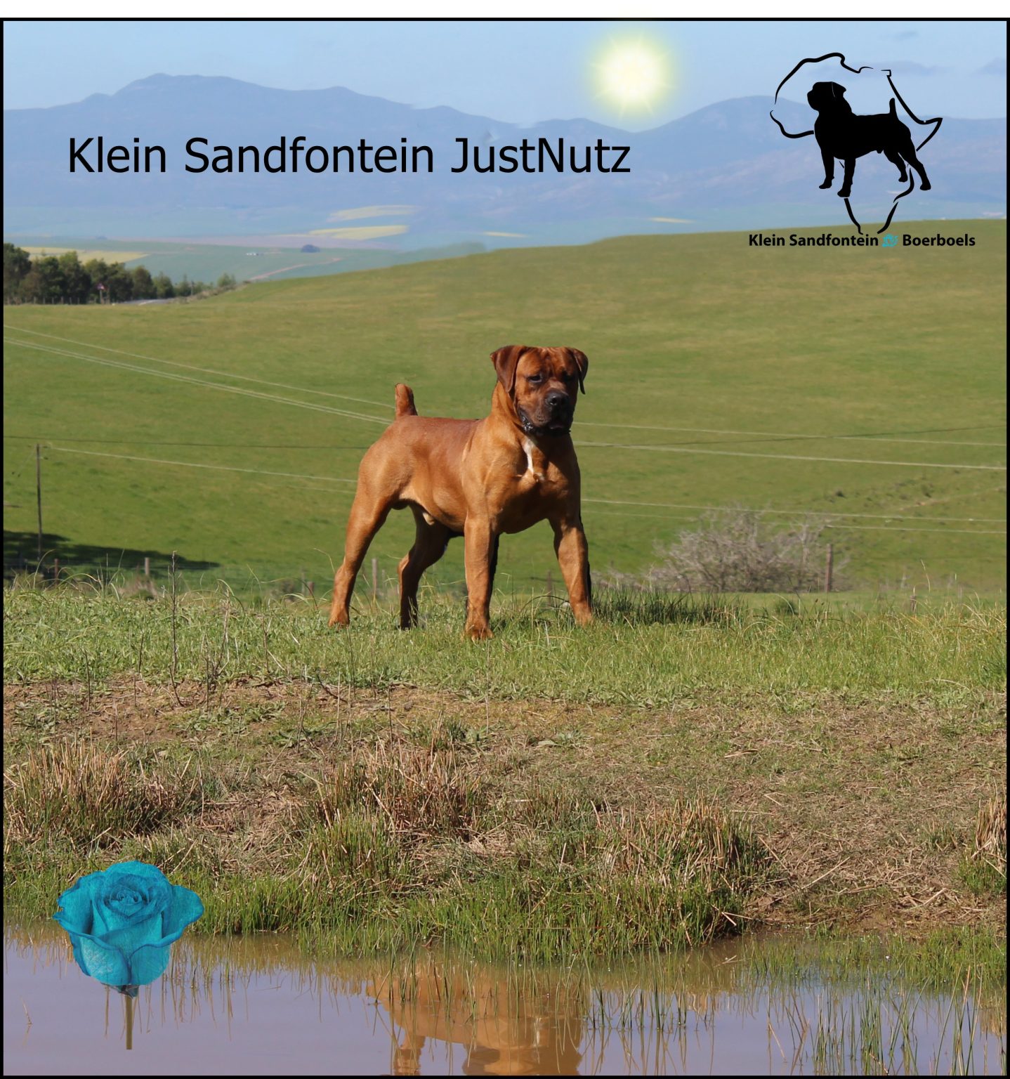 Klein Sandfontein JustNutz – Klein Sandfontein Boerboels