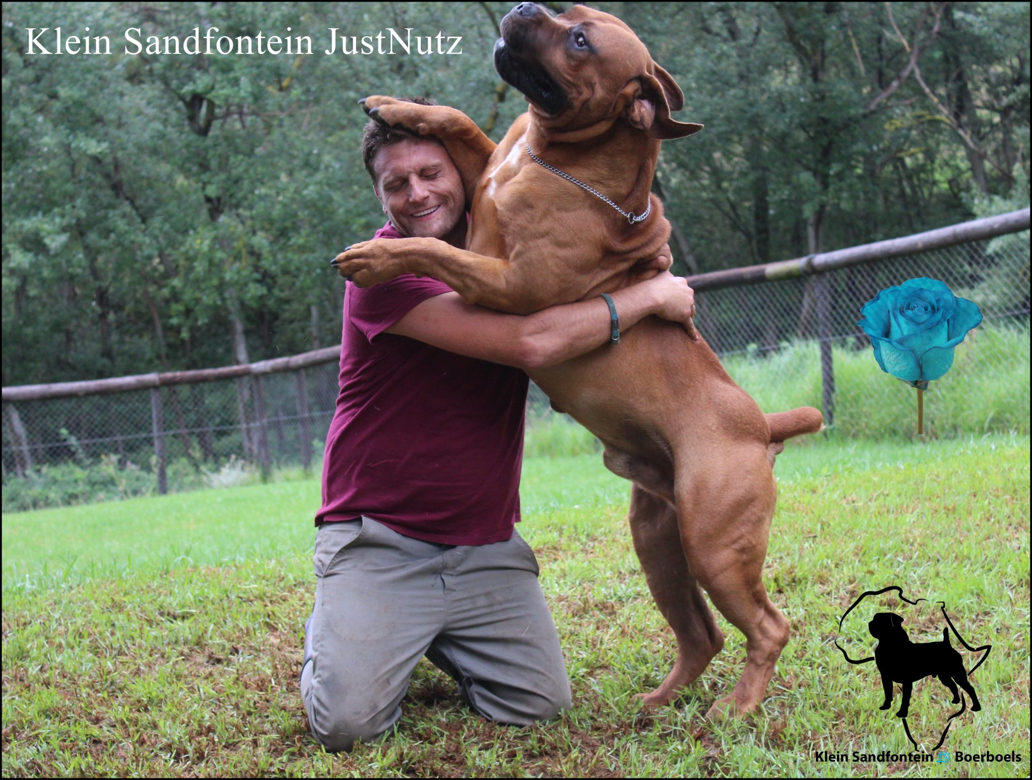 Klein Sandfontein JustNutz – Klein Sandfontein Boerboels