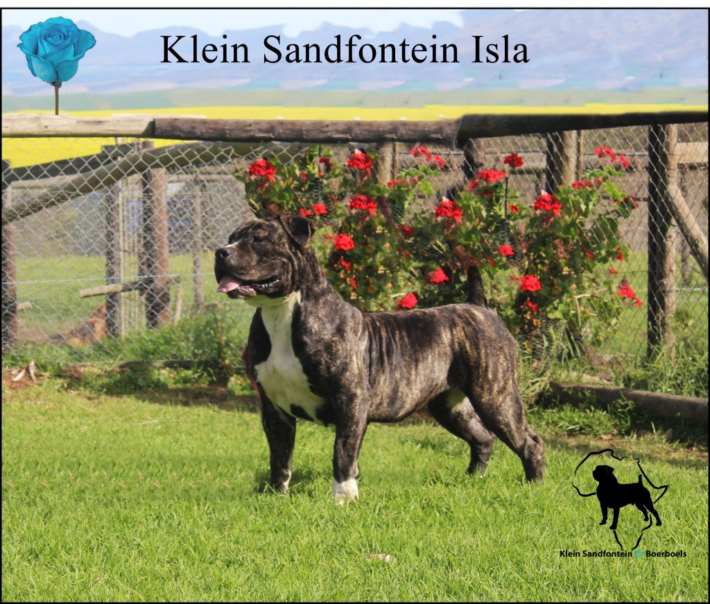 Females – Klein Sandfontein Boerboels