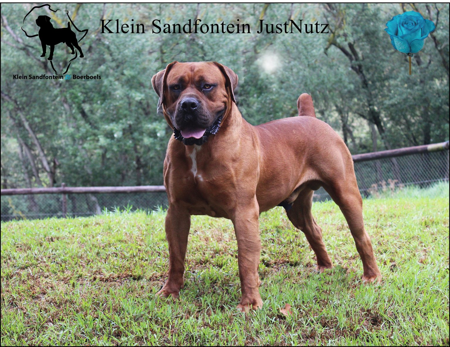 Legends – Klein Sandfontein Boerboels