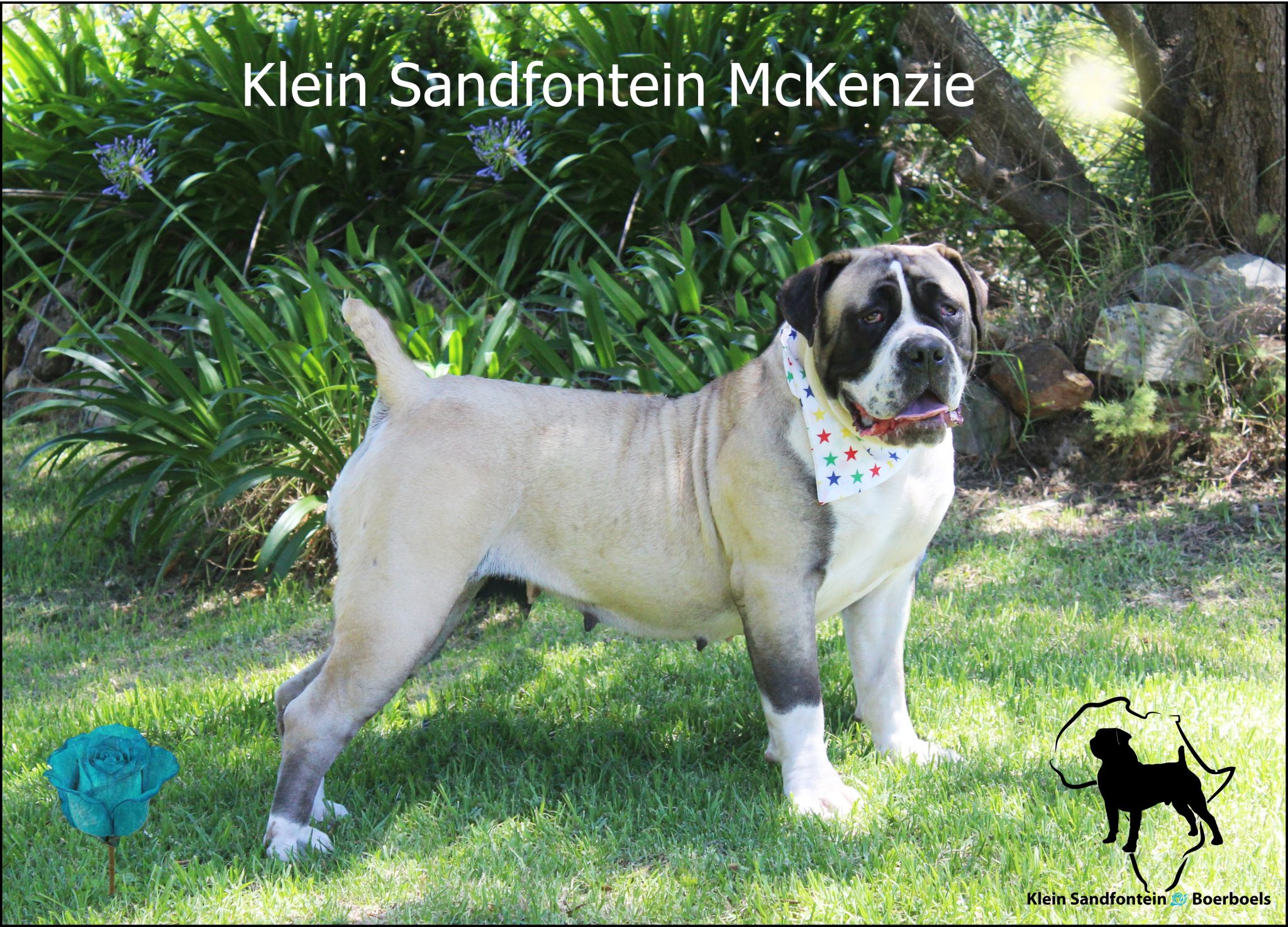 Legends – Klein Sandfontein Boerboels