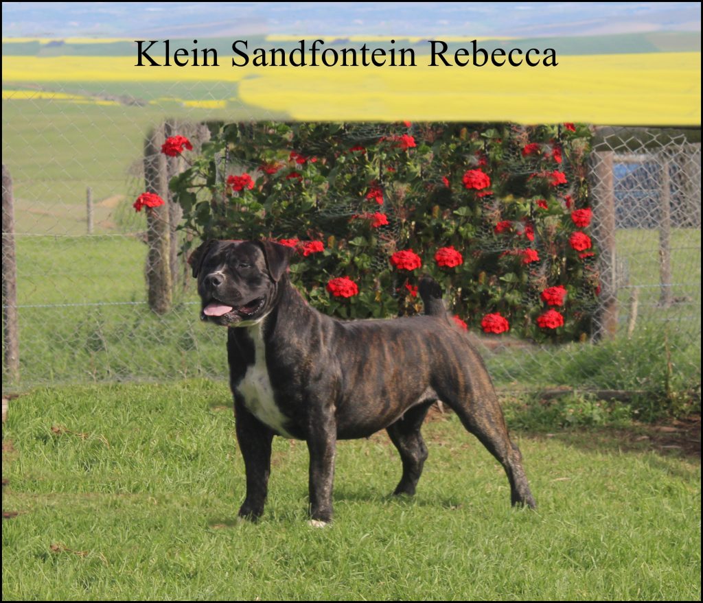 Females – Klein Sandfontein Boerboels