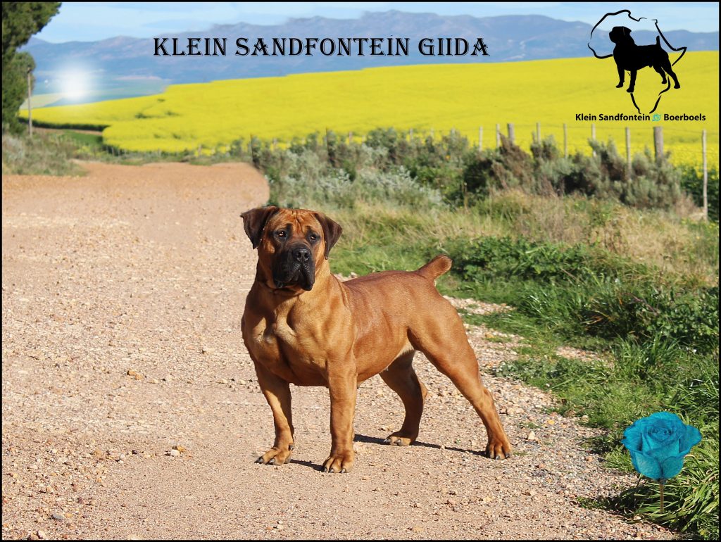 Legends – Klein Sandfontein Boerboels