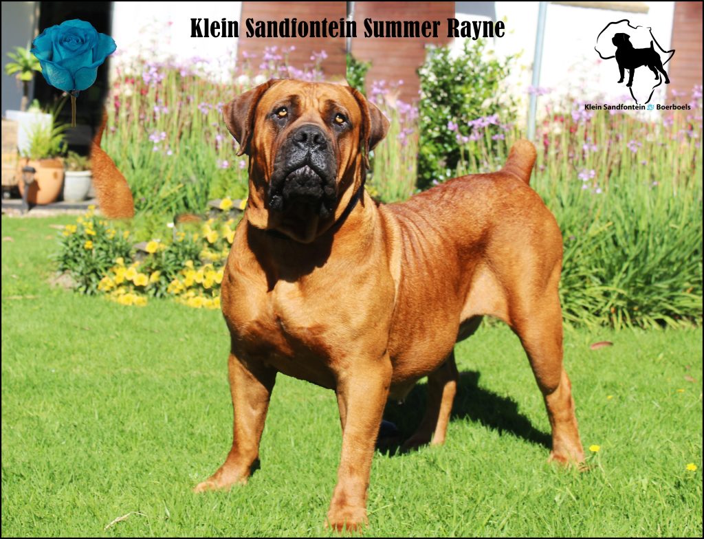 Legends – Klein Sandfontein Boerboels