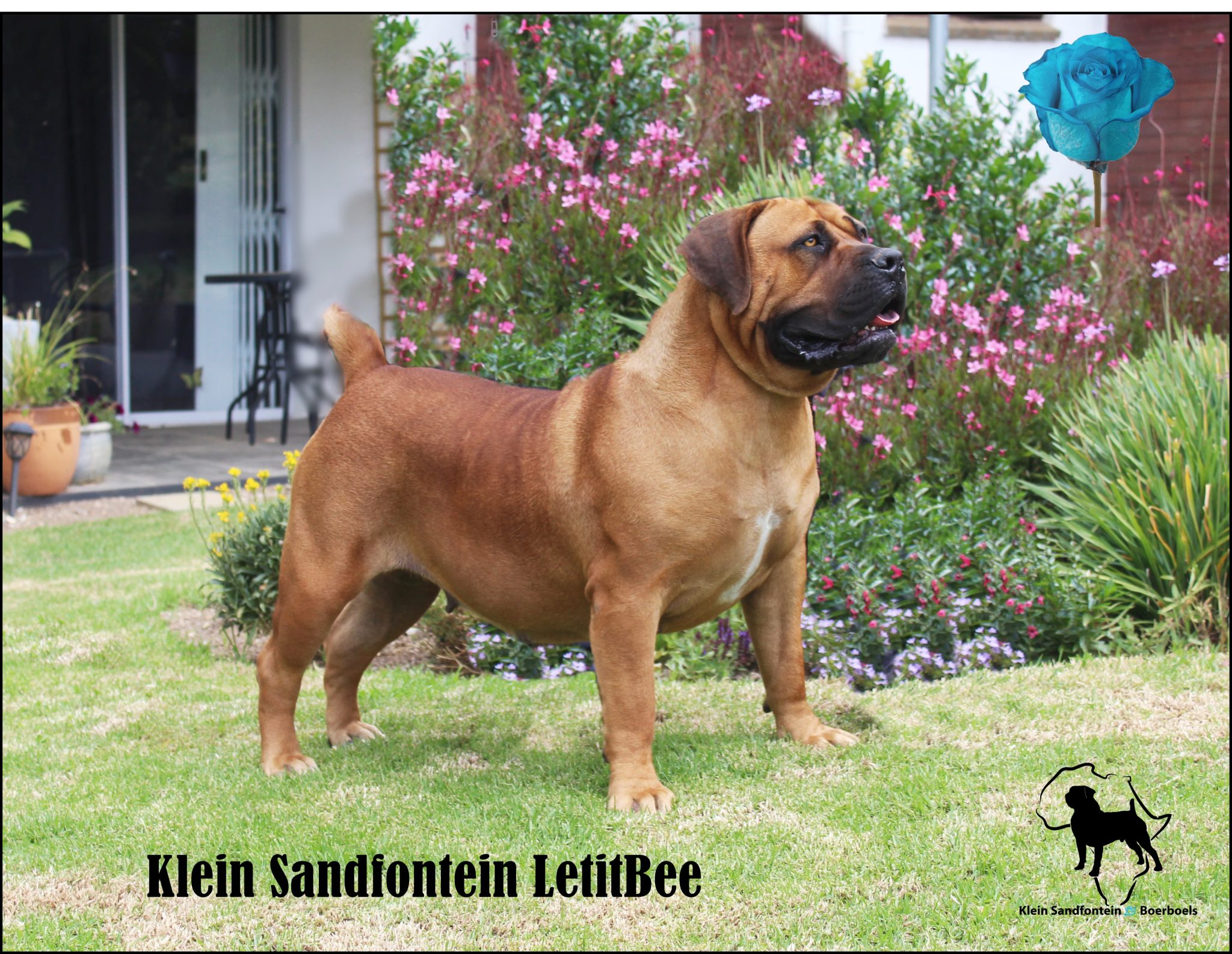 Legends – Klein Sandfontein Boerboels